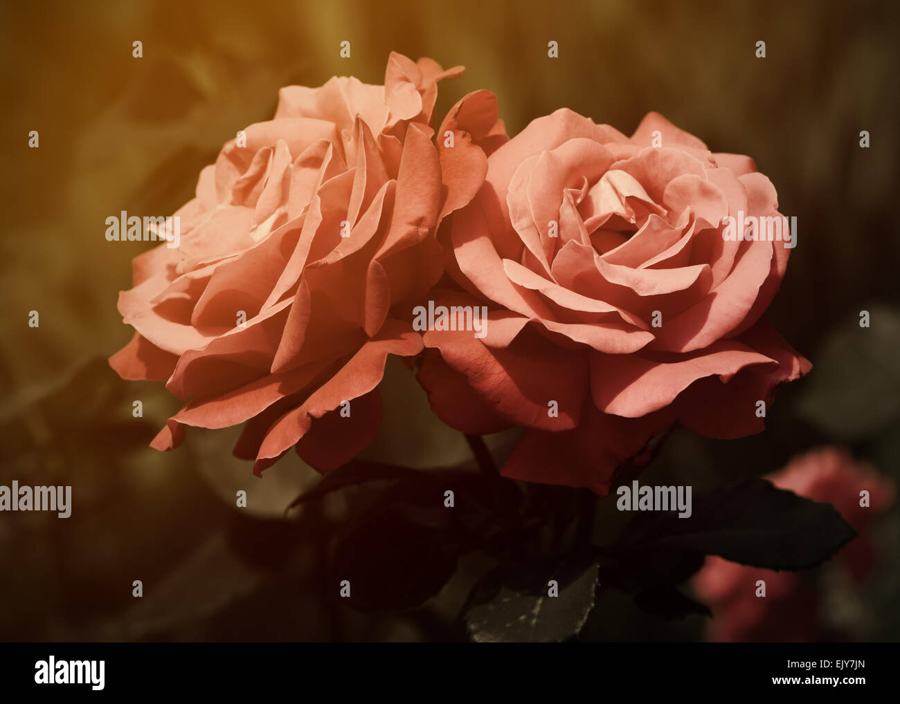Retro vintage roses hi-res stock photography and images - Alamy