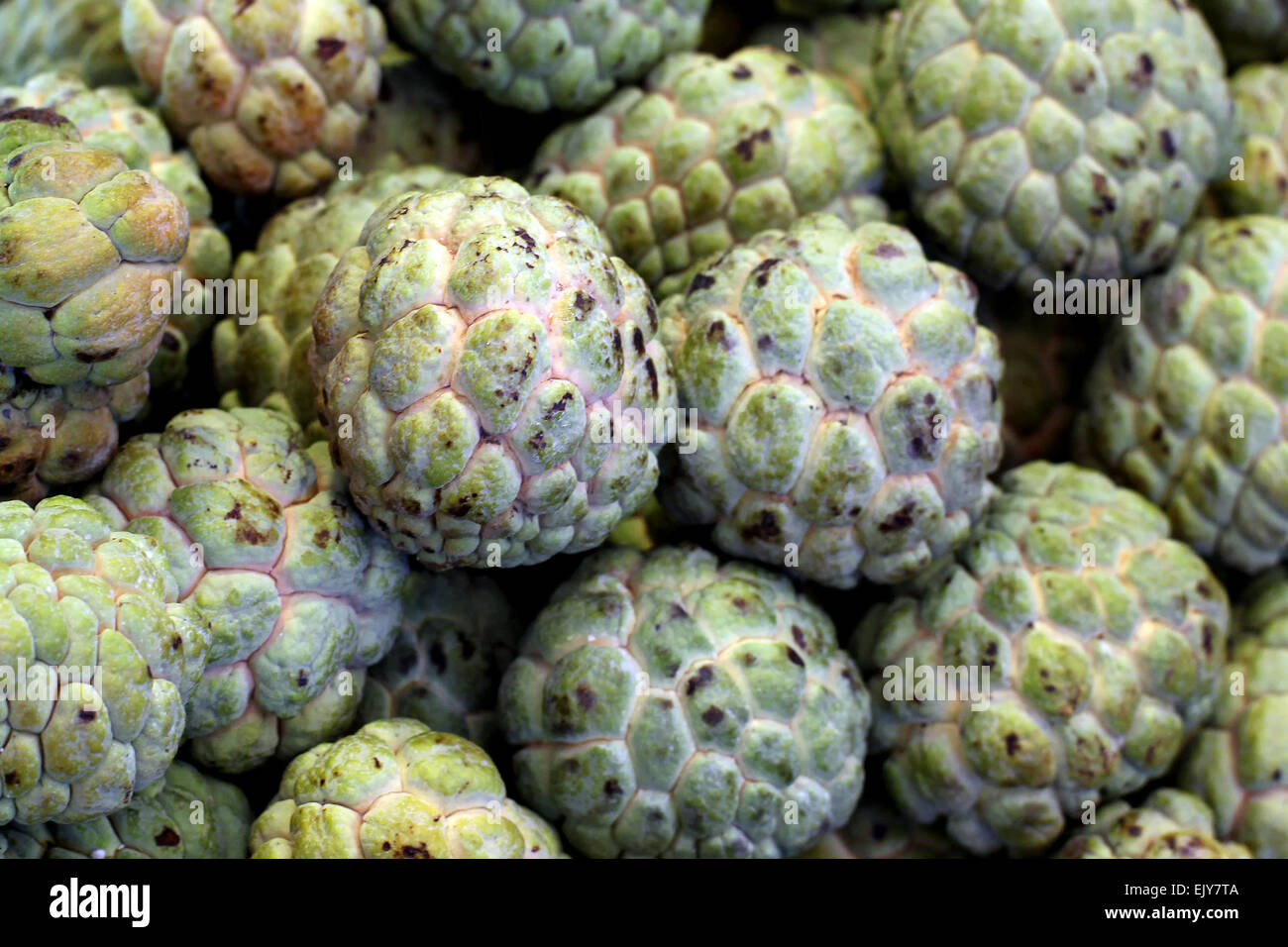 Bitter apples hi-res stock photography and images - Alamy