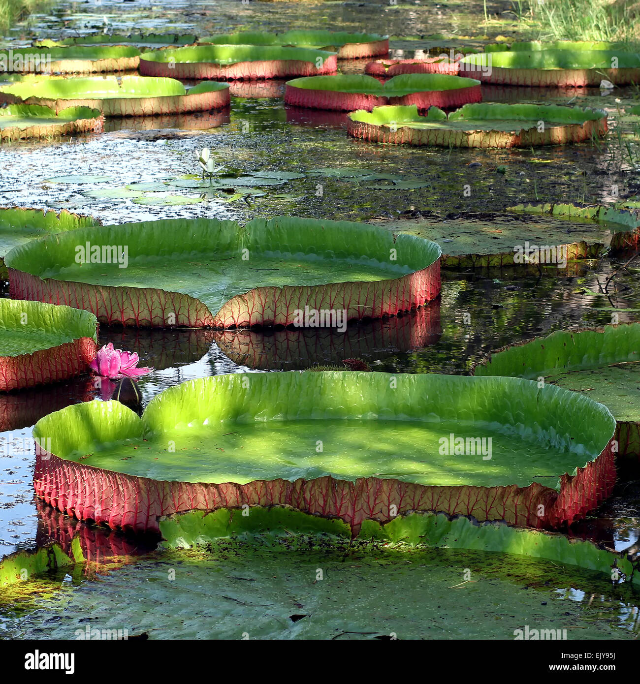 Big lotus leaf in pond Stock Photo - Alamy