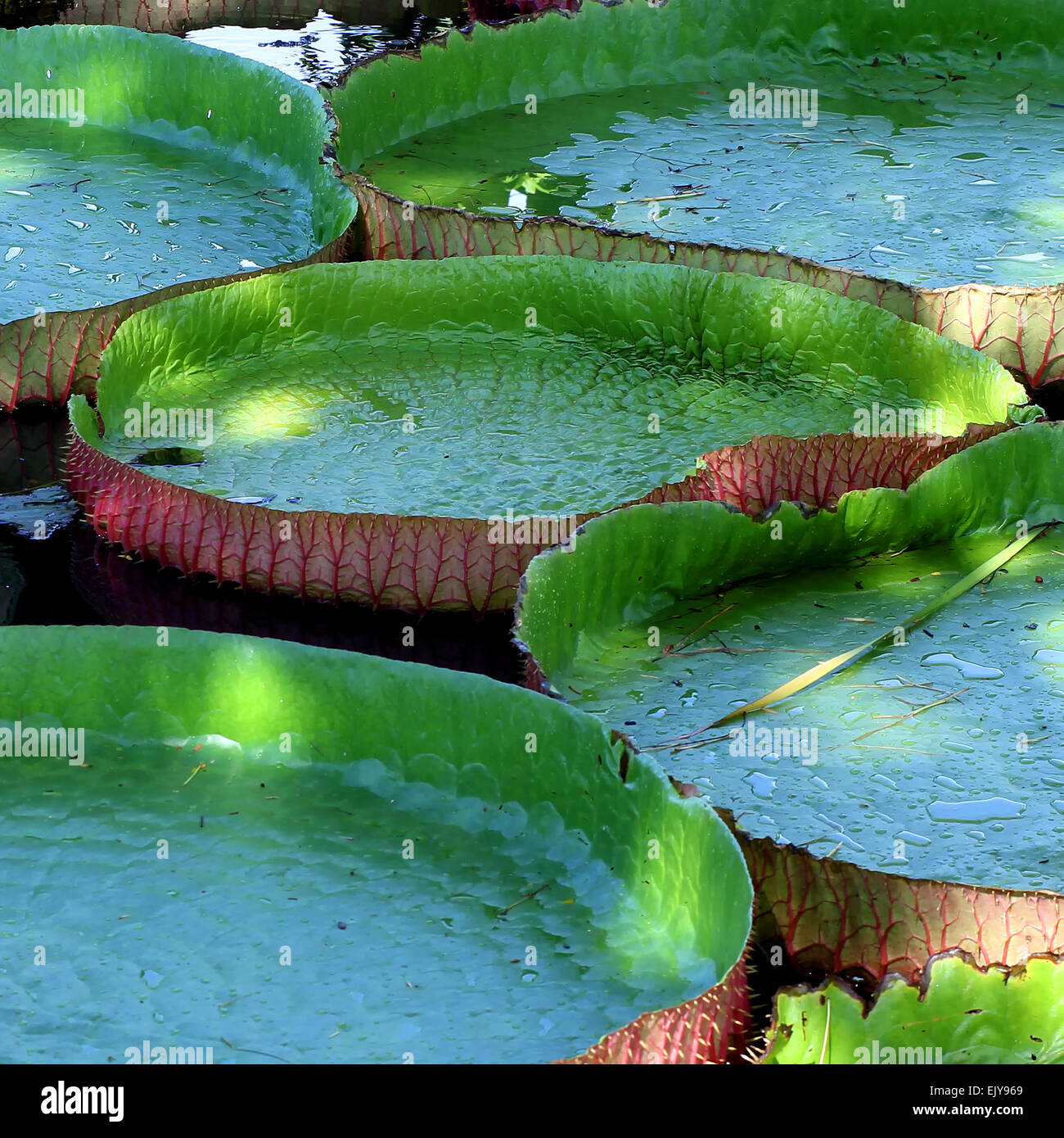 Big lotus leaf in pond Stock Photo - Alamy