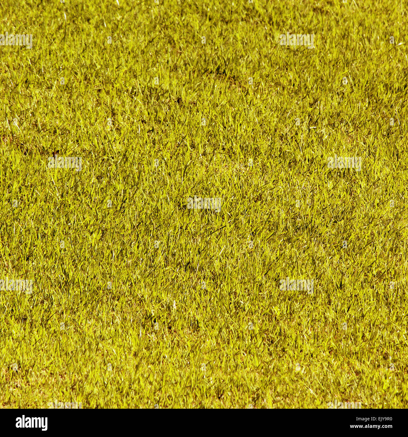 Yellow grass as background or texture Stock Photo - Alamy
