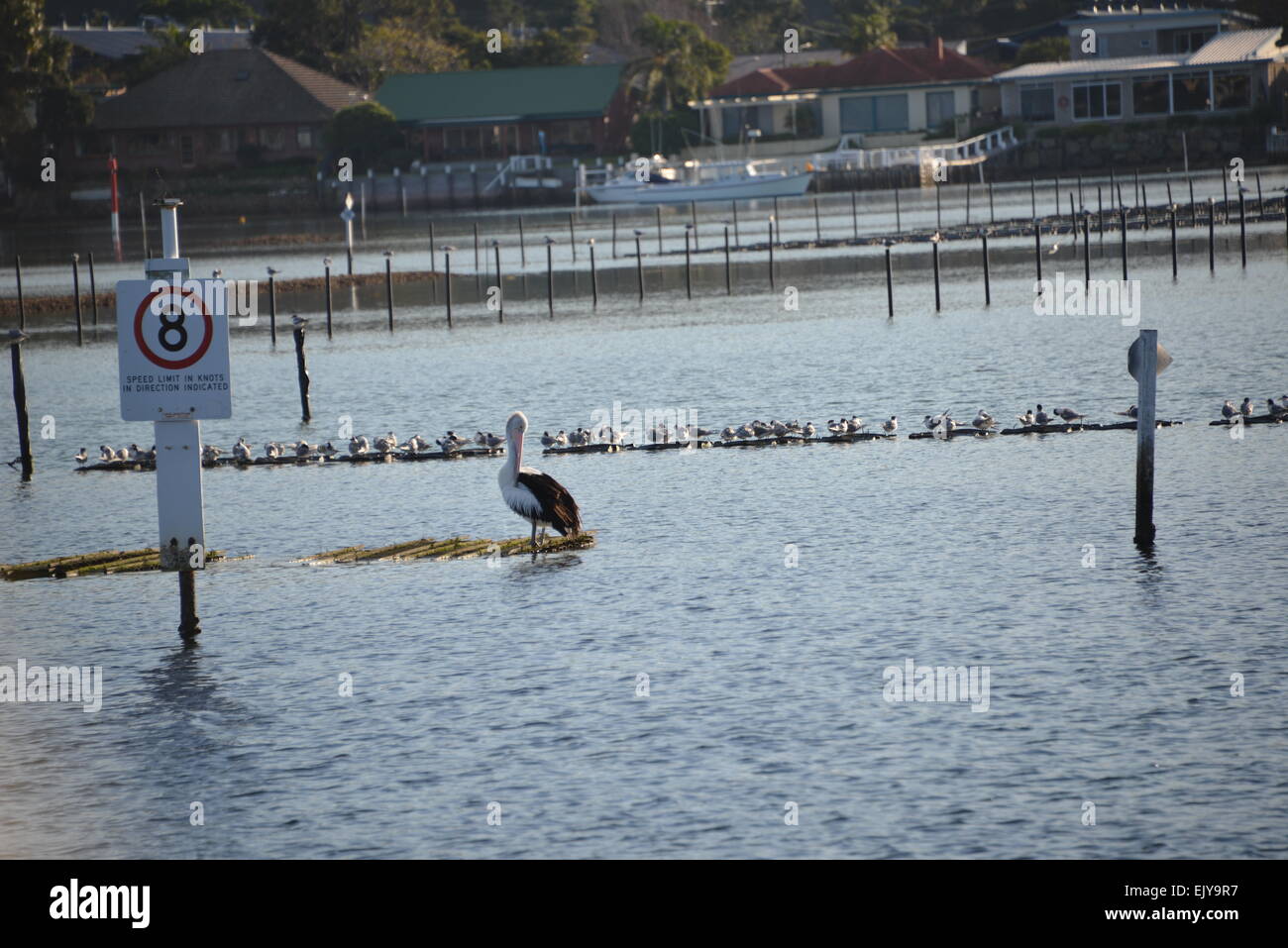 Pelican sitting on fence on harbour Merimbula harbour on the sapphire ...