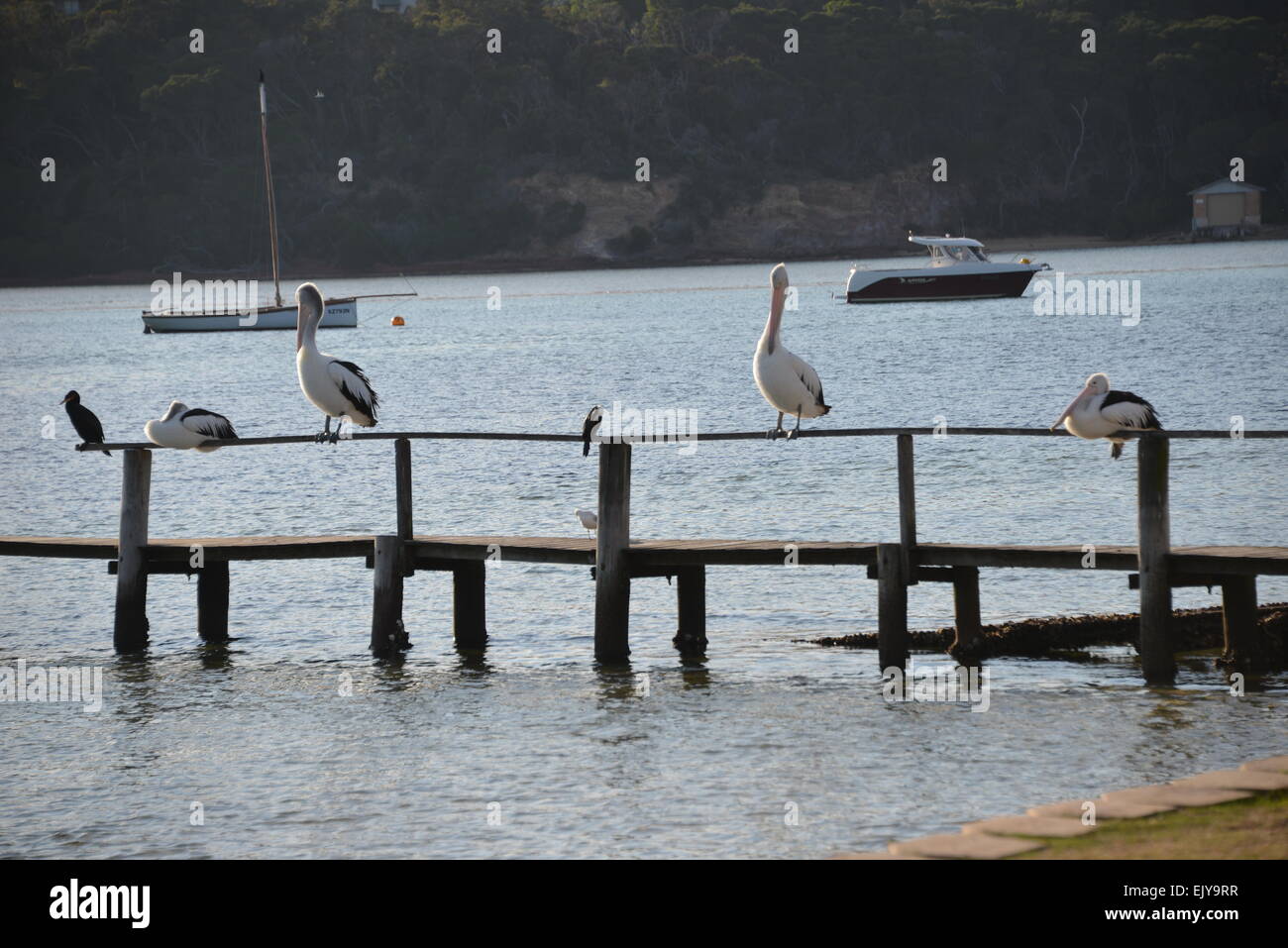 Pelican sitting on fence on harbour Merimbula harbour on the sapphire ...