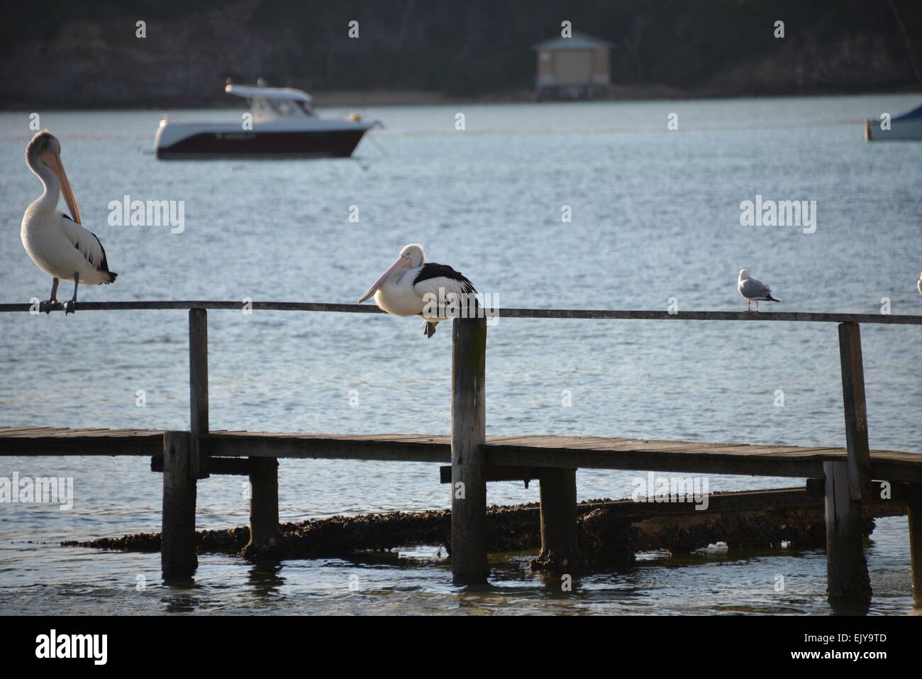 Pelican sitting on fence on harbour Merimbula harbour on the sapphire ...