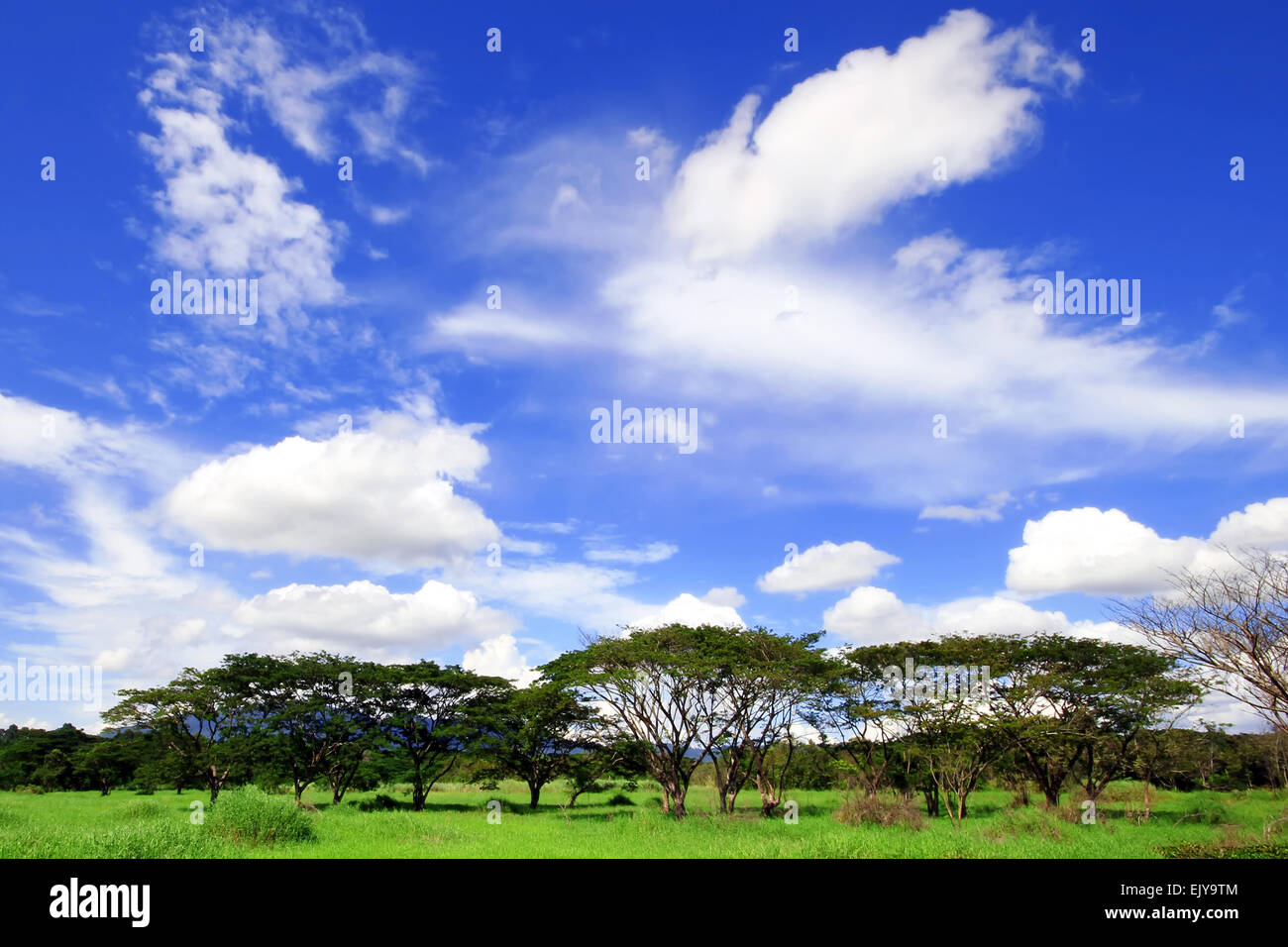 Green forest with beautiful sky Stock Photo - Alamy