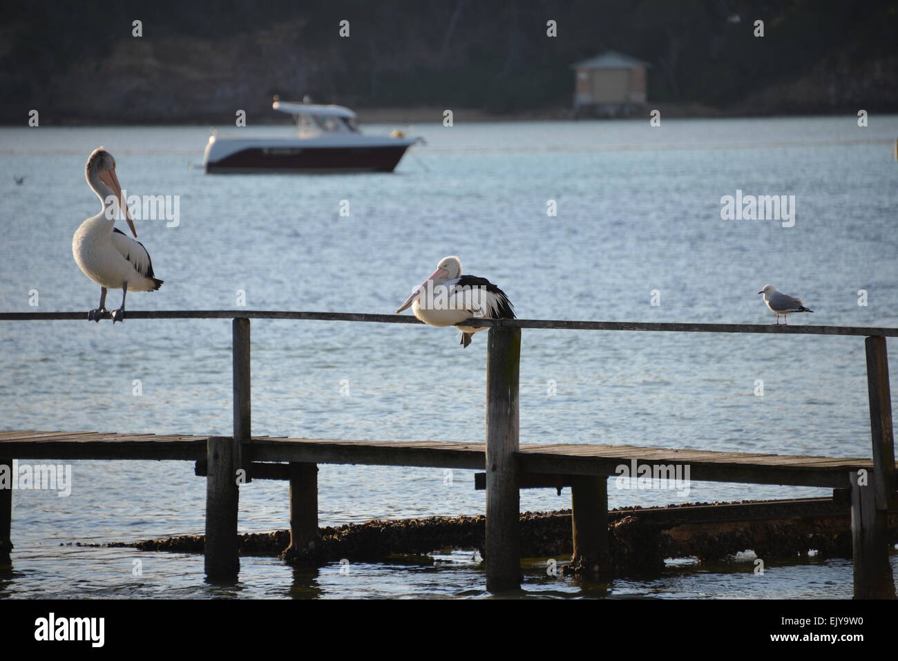 Pelican sitting on fence on harbour Merimbula harbour on the sapphire ...