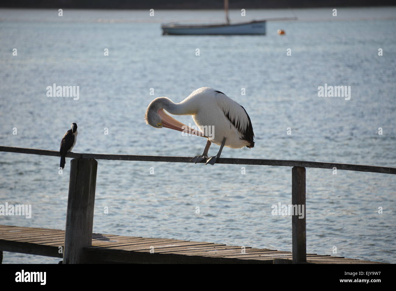 Pelican sitting on fence on harbour Merimbula harbour on the sapphire ...