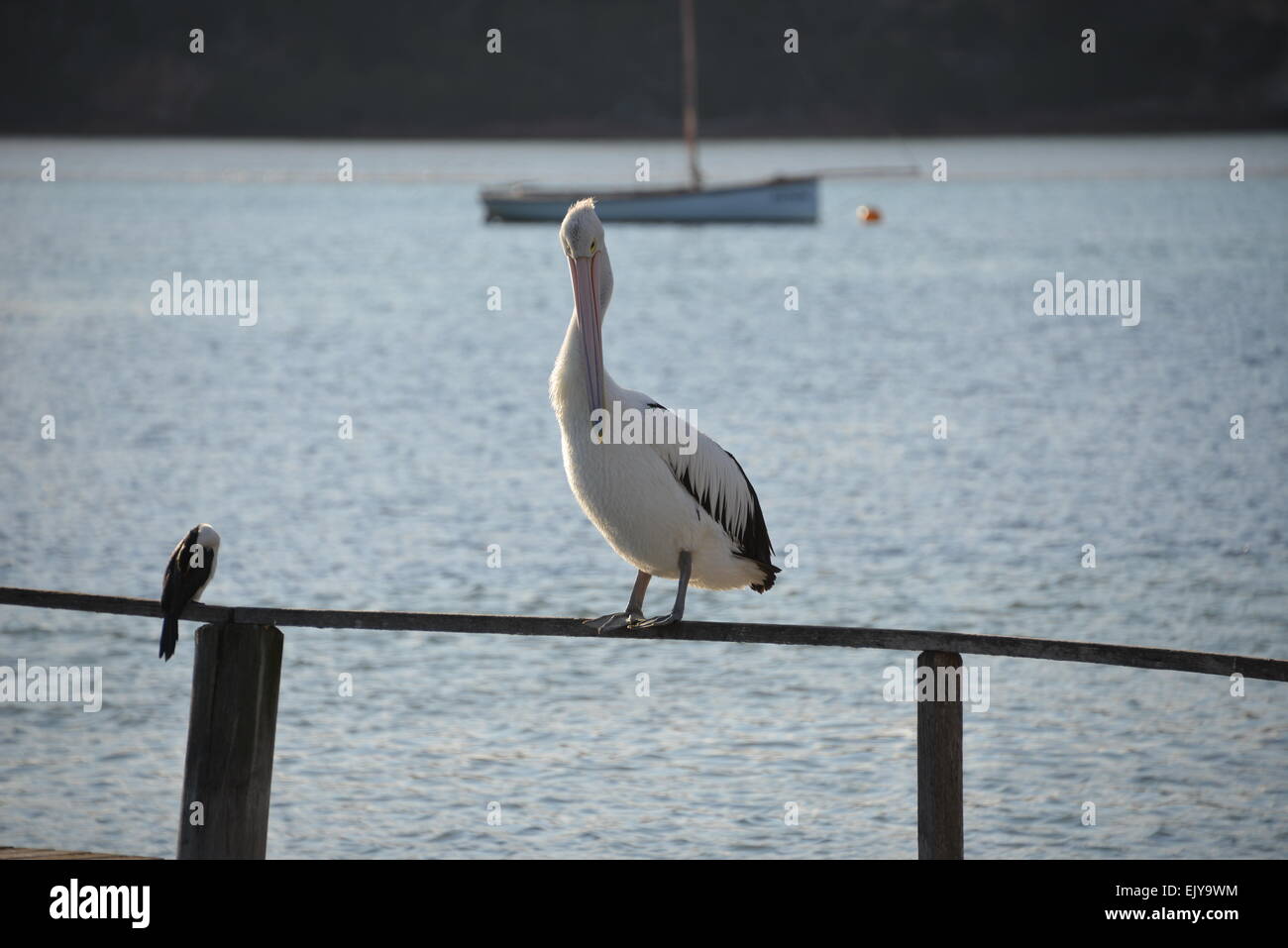 Pelican sitting on fence on harbour Merimbula harbour on the sapphire ...