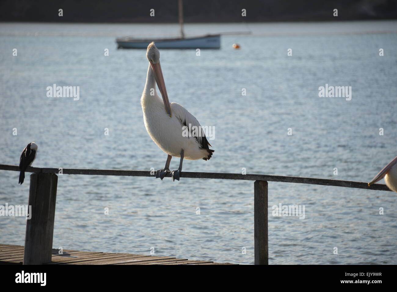 Pelican sitting on fence on harbour Merimbula harbour on the sapphire ...