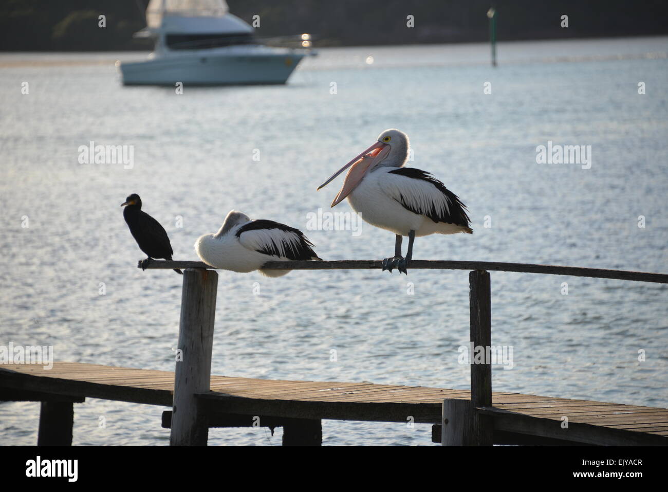 Pelican sitting on fence on harbour Merimbula harbour on the sapphire ...