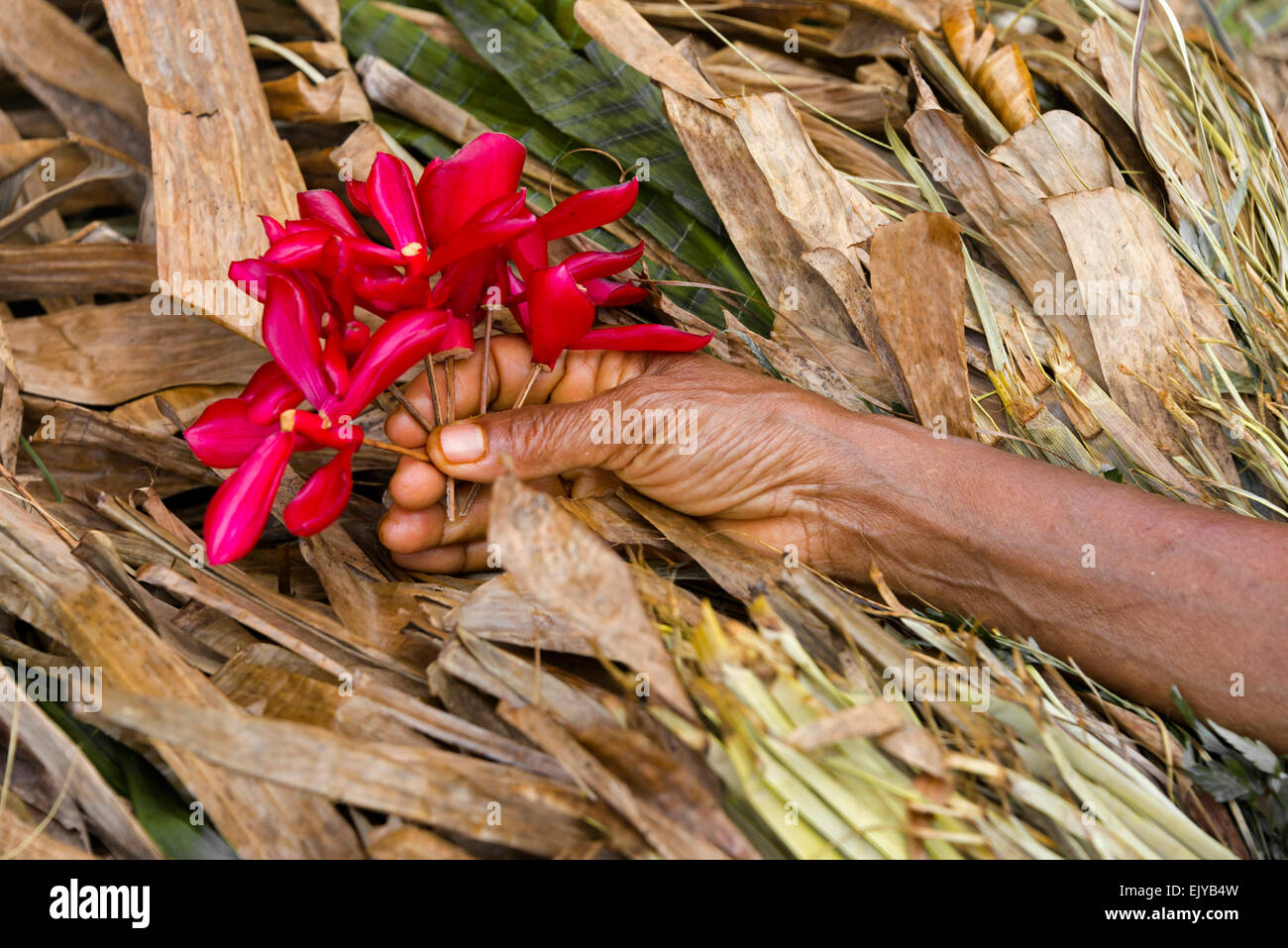 Holding flowers, Yap Island, Federated States of Micronesia Stock Photo ...
