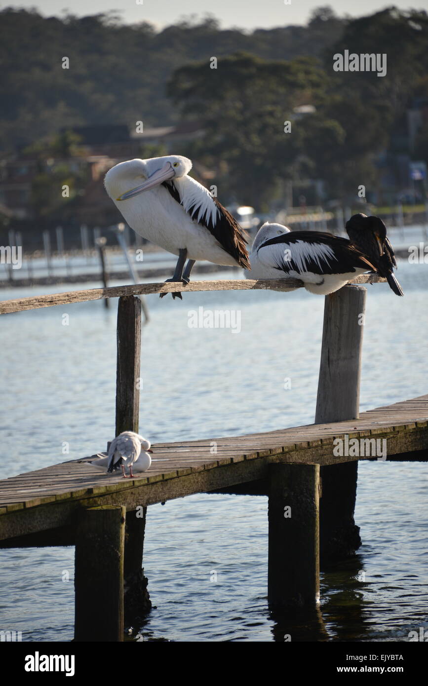 Pelican sitting on fence on harbour Merimbula harbour on the sapphire ...