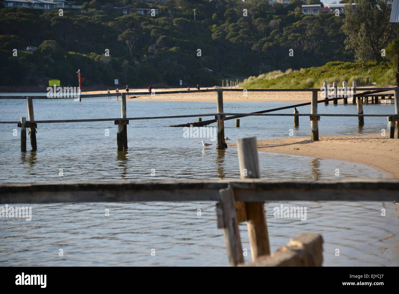 Pelican sitting on fence on harbour Merimbula harbour on the sapphire ...
