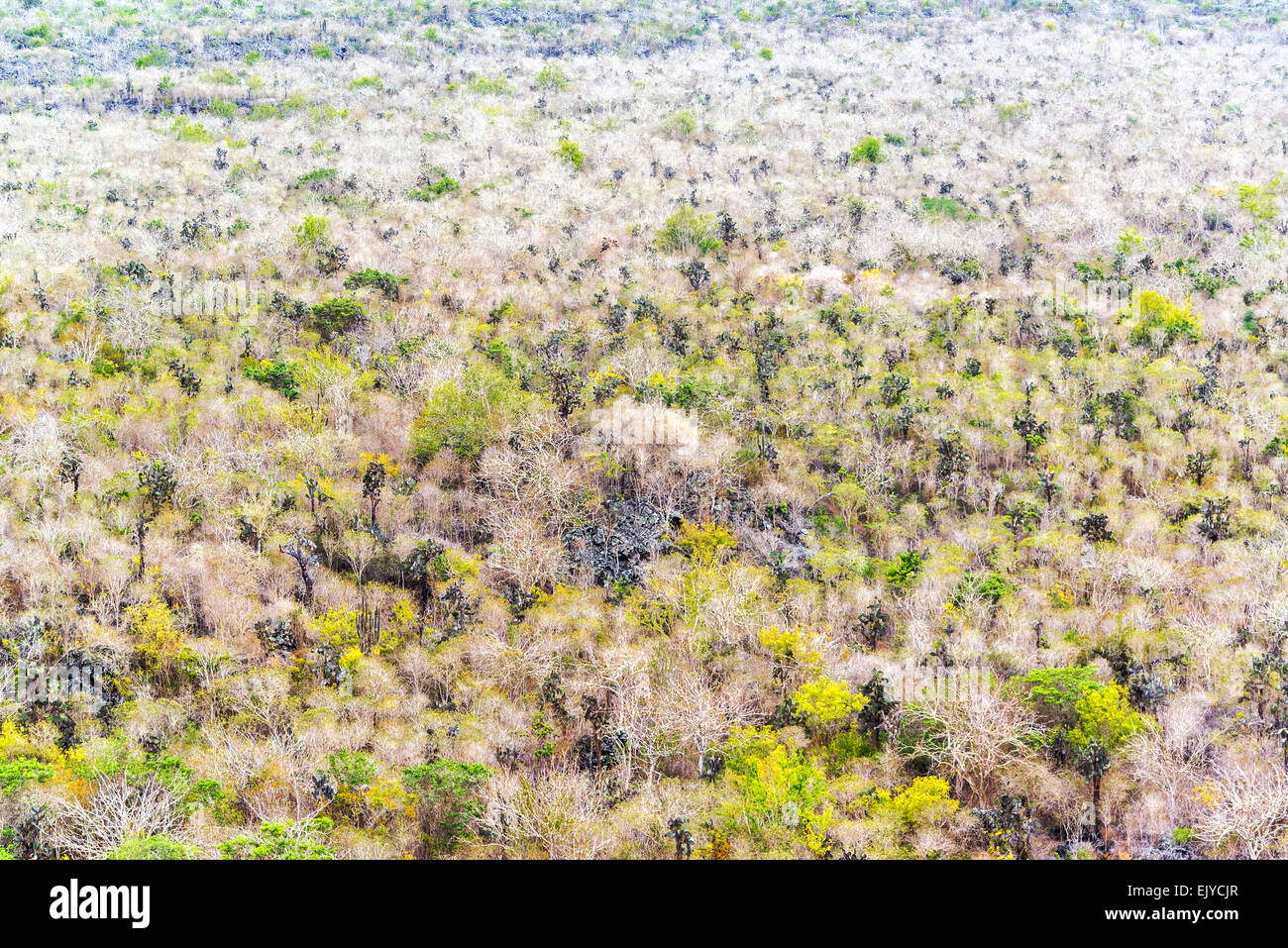 Forest landscape on Isabela Island in the Galapagos Islands in Ecuador ...