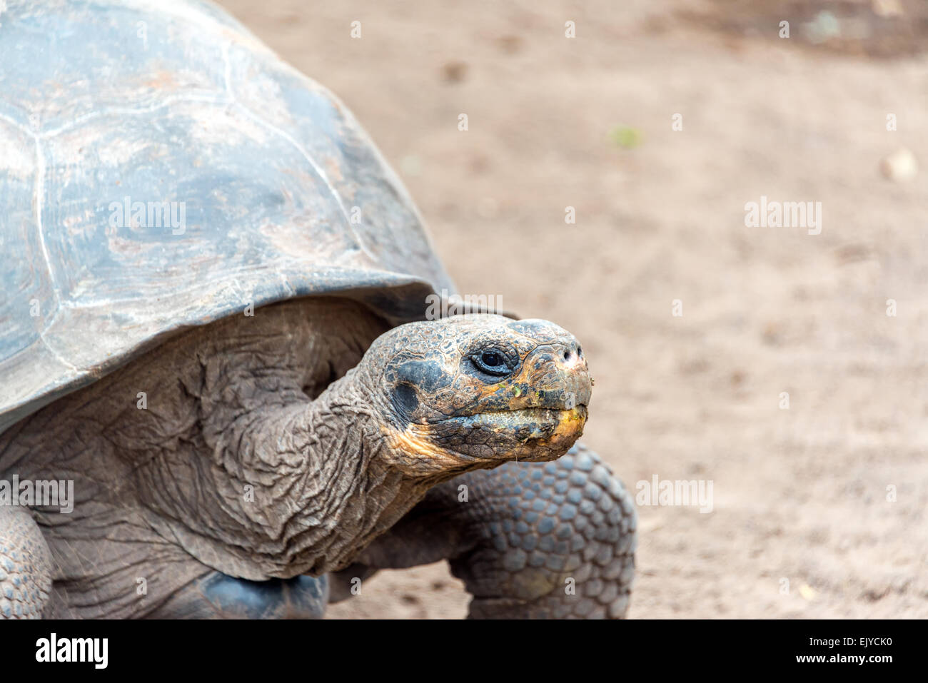 Giant tortoise on Isabela Island in the Galapagos Islands in Ecuador ...