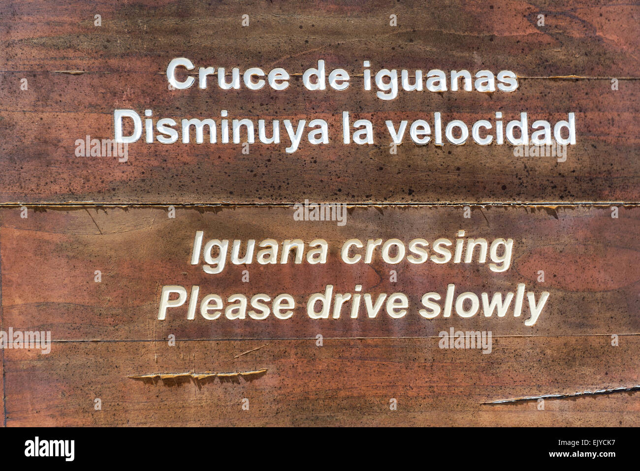 Closeup of an Iguana Crossing sign on Isabela Island in the Galapagos ...