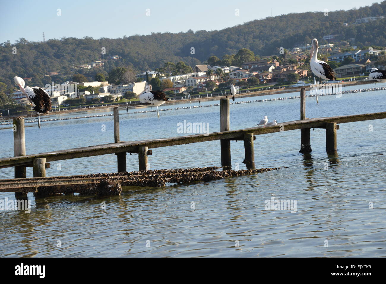 Pelican sitting hi-res stock photography and images - Alamy