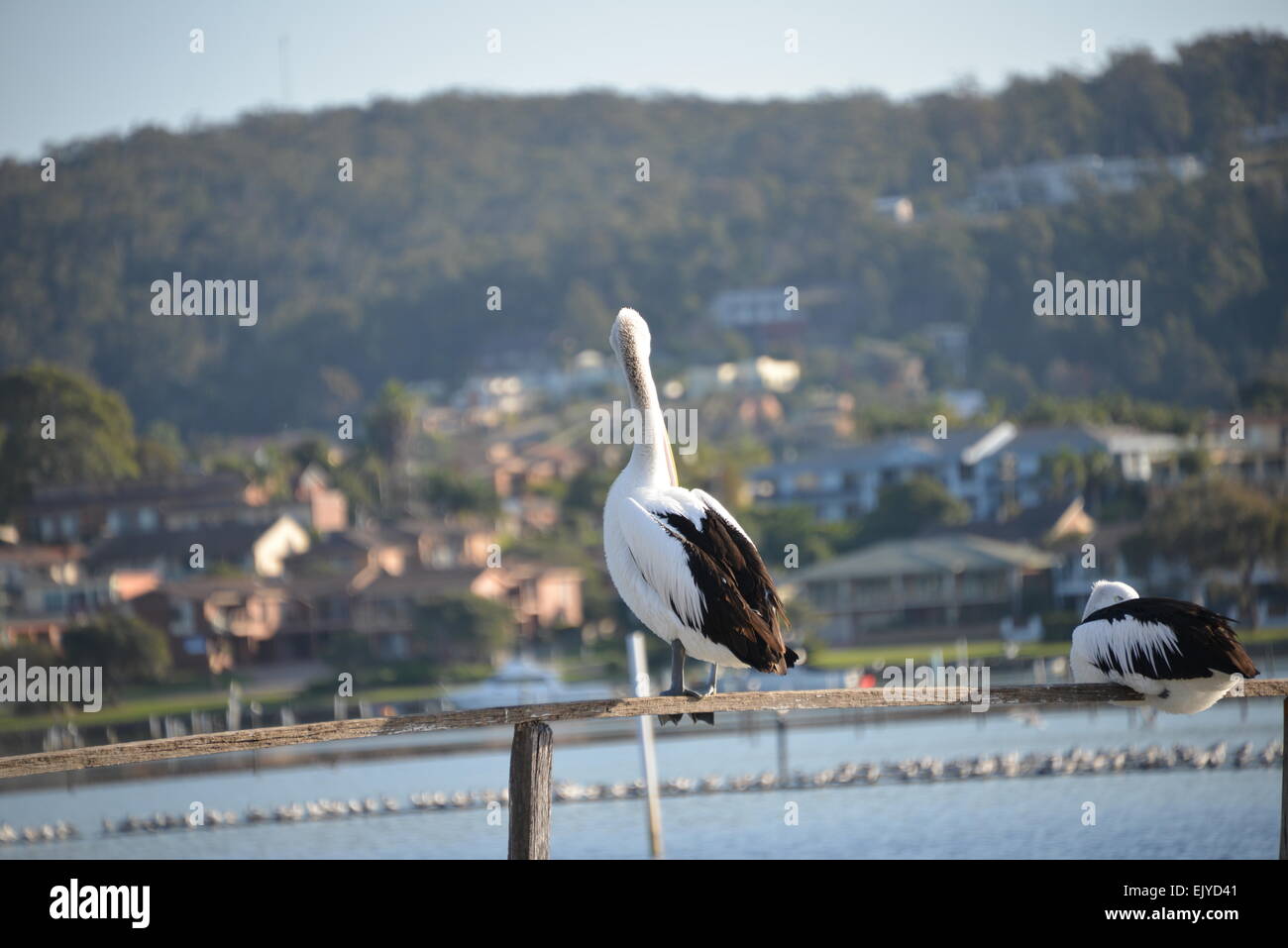 Pelican sitting on fence on harbour Merimbula harbour on the sapphire ...