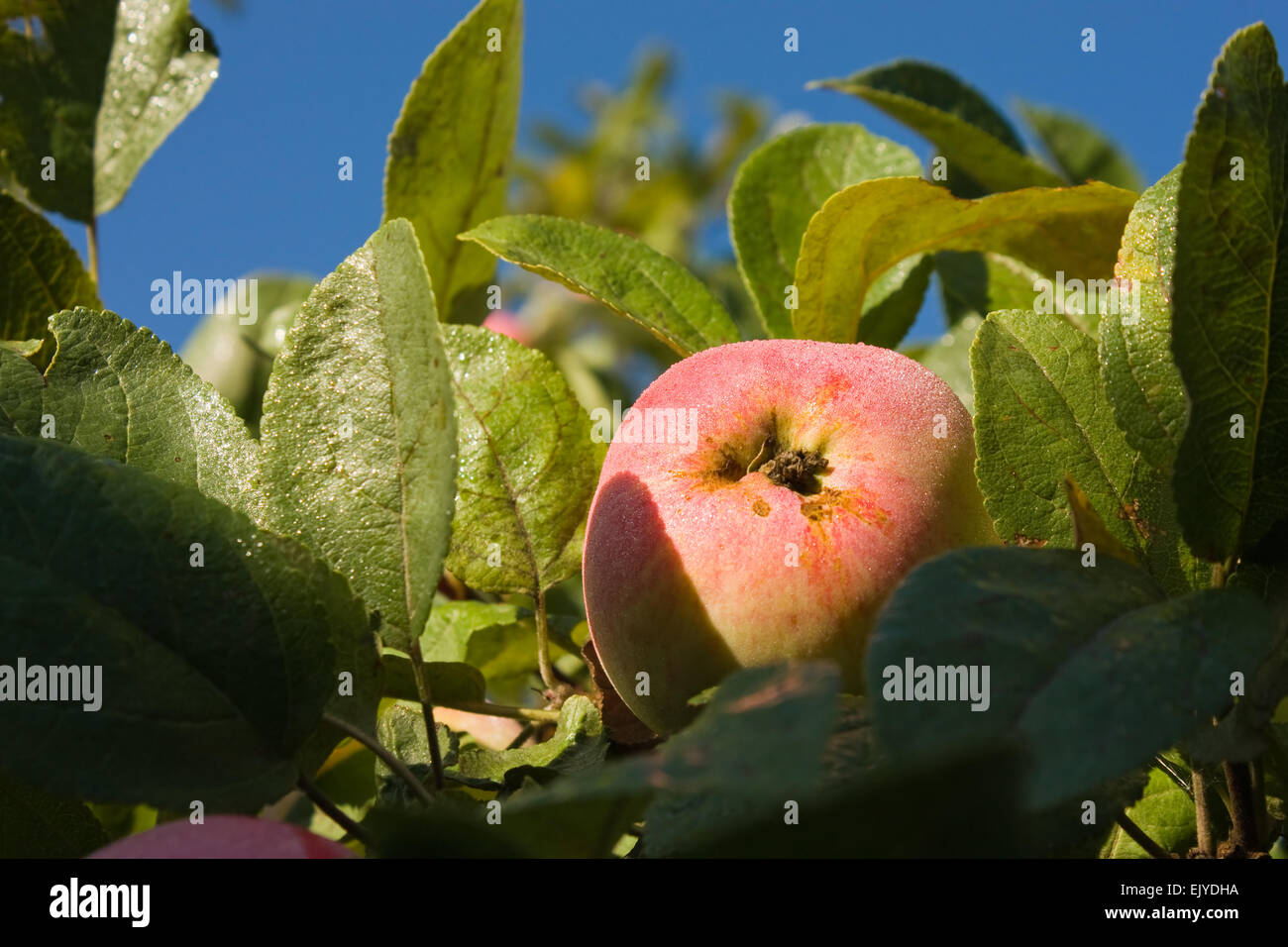 Ripe apples on the apple tree under sun light Stock Photo - Alamy