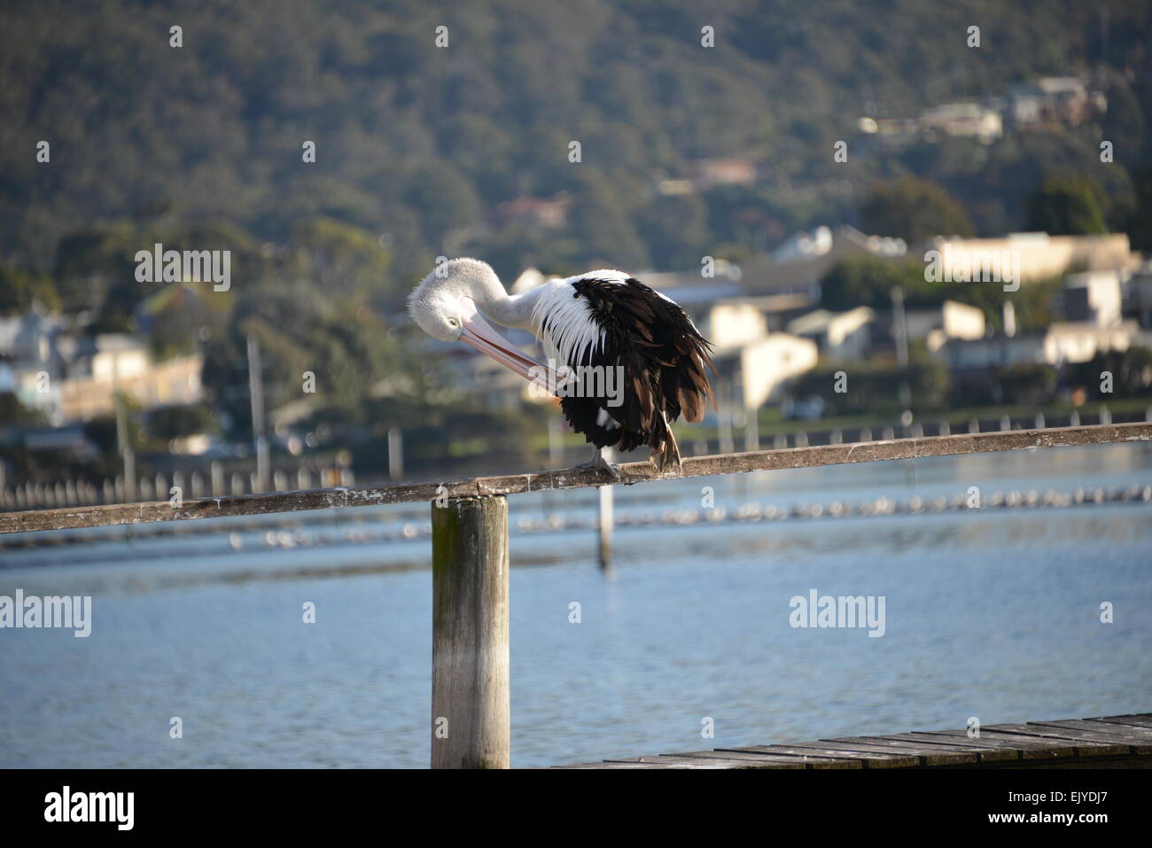 Pelican sitting on fence on harbour Merimbula harbour on the sapphire ...