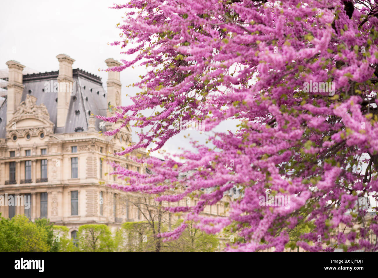 Flowering locust trees in spring in the Tuilieries Gardens with the ...