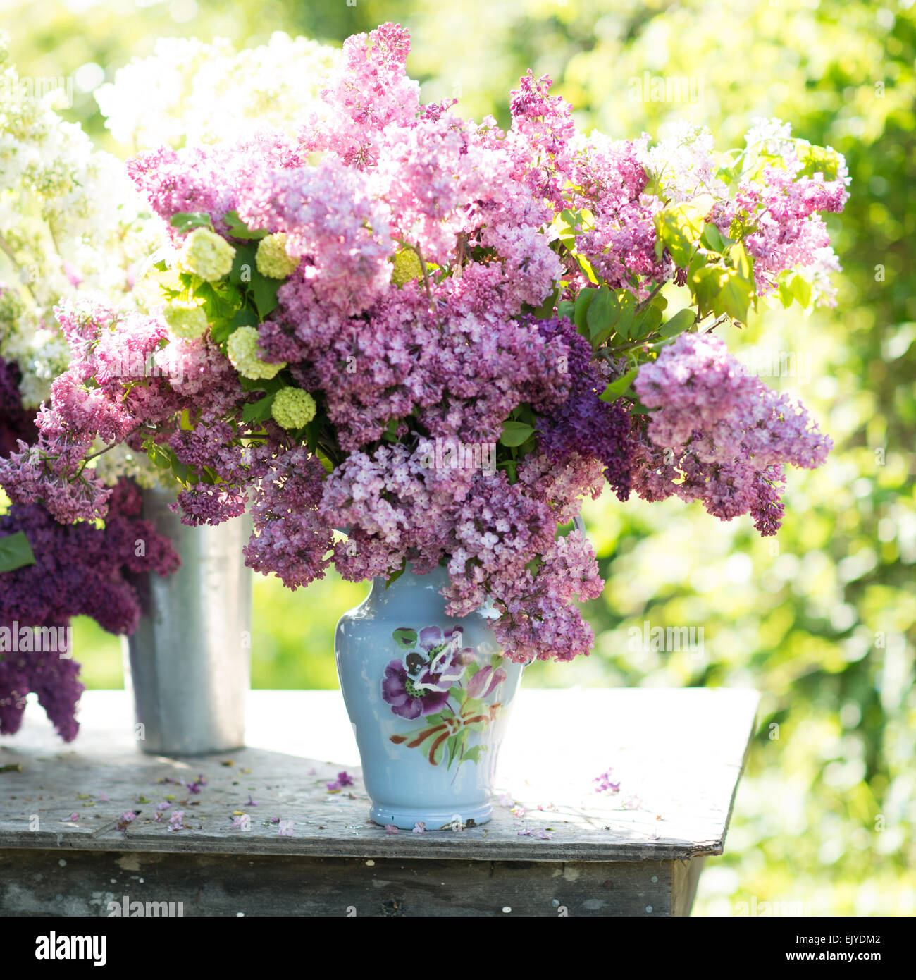 Cut lilacs, Syringa vulgaris, in vintage metal pitcher Stock Photo - Alamy