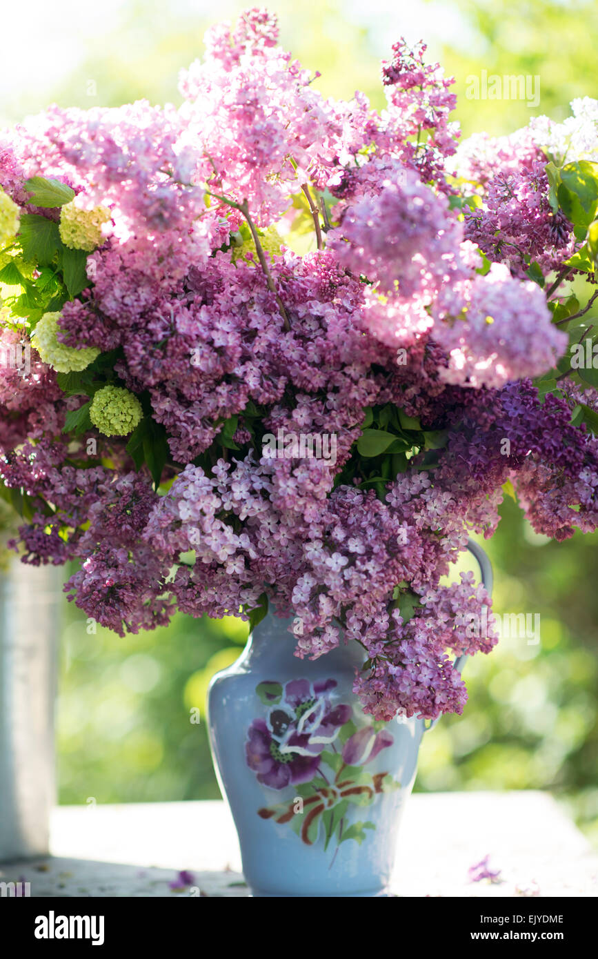 Cut lilacs, Syringa vulgaris, in vintage metal pitcher Stock Photo - Alamy