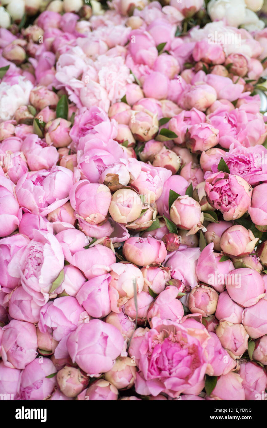 Cut peonies at a market in Paris, France Stock Photo - Alamy