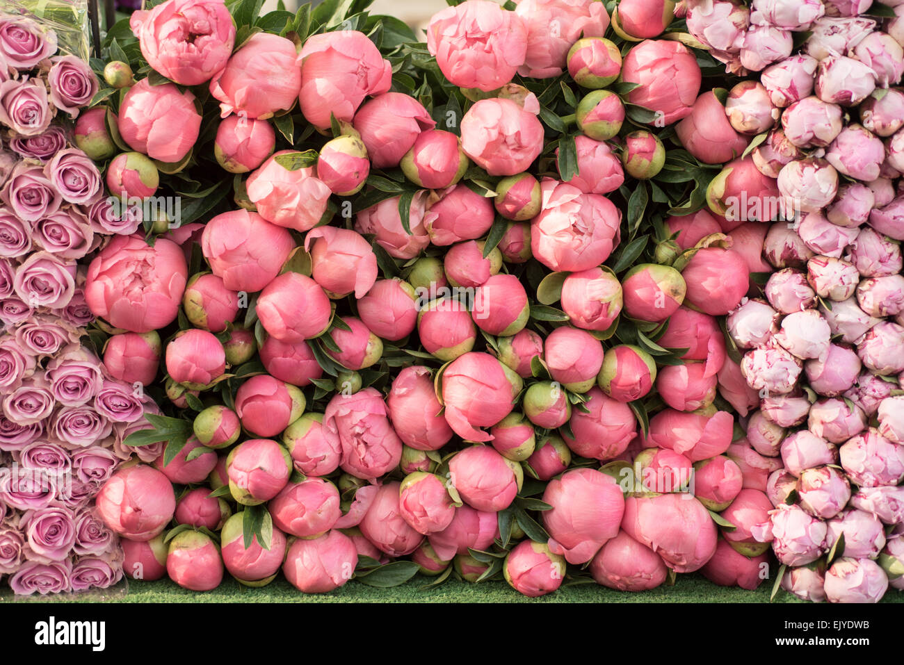 Cut peonies at a market in Paris, France Stock Photo - Alamy