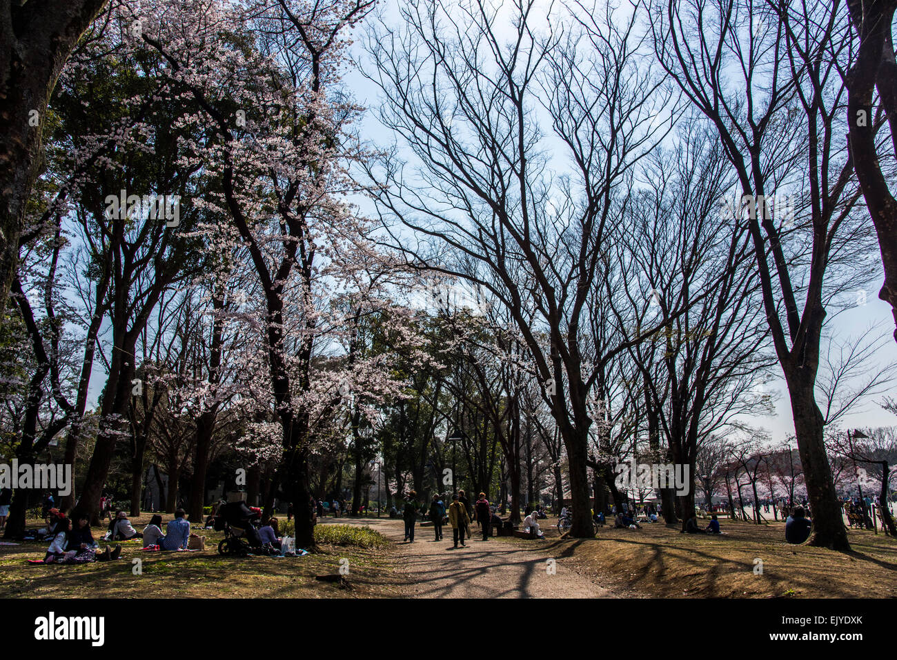 Hanami (Cherry blossom viewing),Ueno Park,Taito-Ku,Tokyo,Japan Stock ...