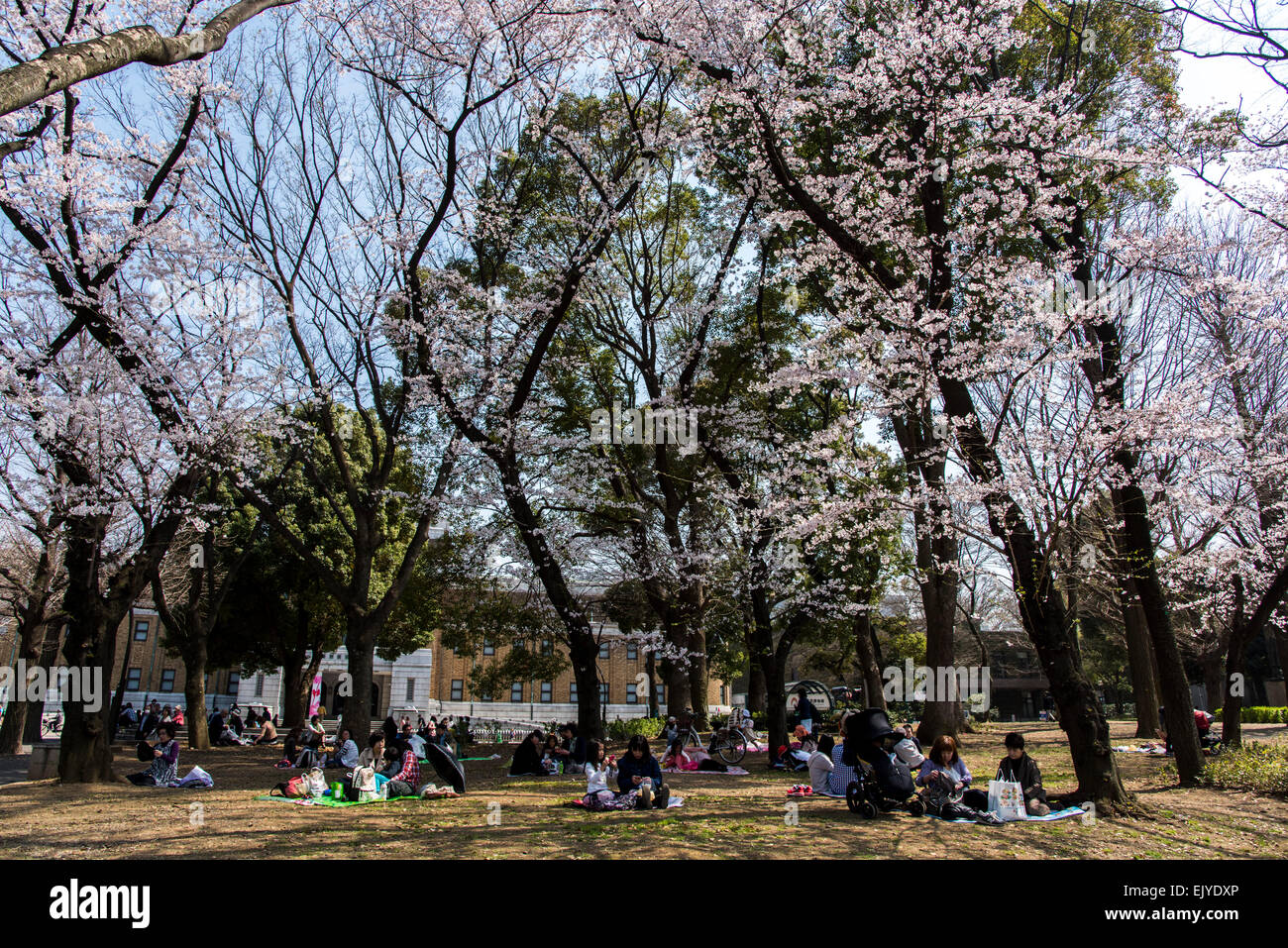 Hanami (Cherry blossom viewing),Ueno Park,Taito-Ku,Tokyo,Japan Stock ...