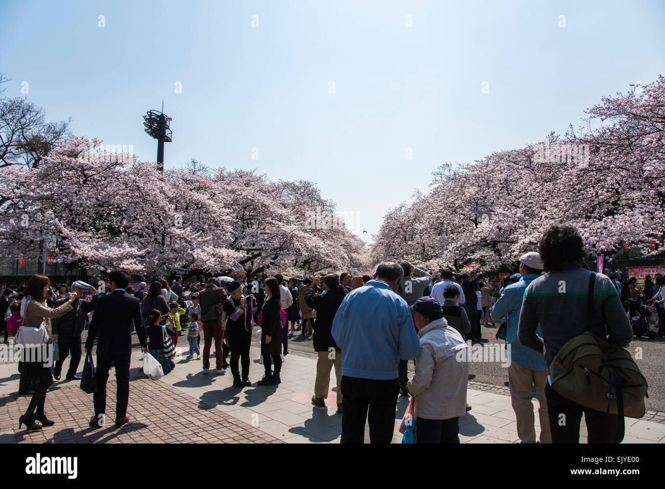 Hanami (Cherry blossom viewing),Ueno Park,Taito-Ku,Tokyo,Japan Stock ...