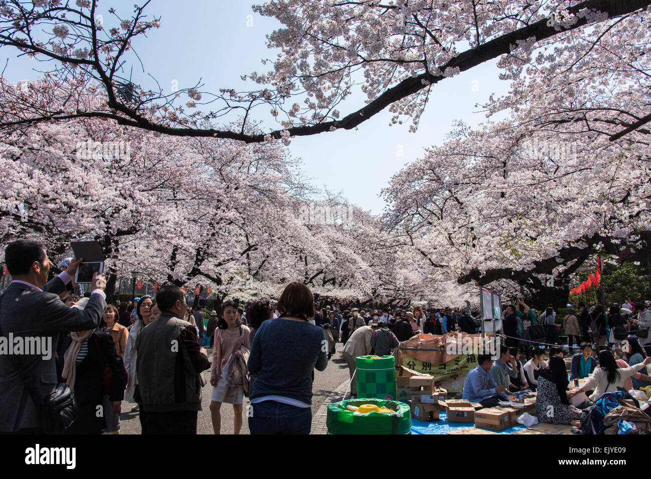 Hanami (Cherry blossom viewing),Ueno Park,Taito-Ku,Tokyo,Japan Stock ...