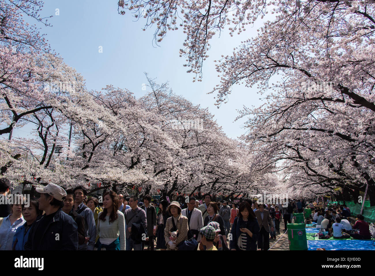 Hanami (Cherry blossom viewing),Ueno Park,Taito-Ku,Tokyo,Japan Stock ...