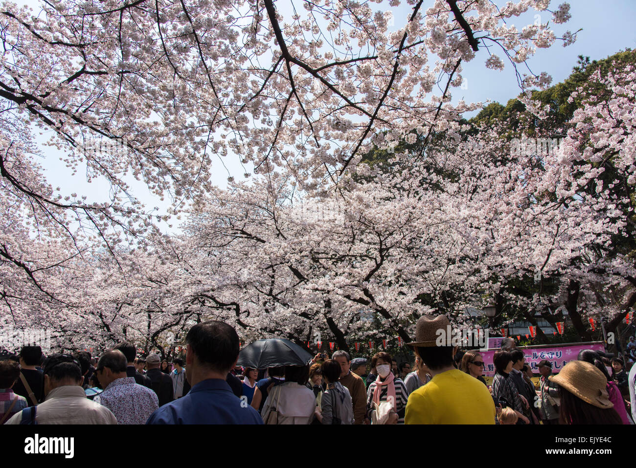 Hanami (Cherry blossom viewing),Ueno Park,Taito-Ku,Tokyo,Japan Stock ...