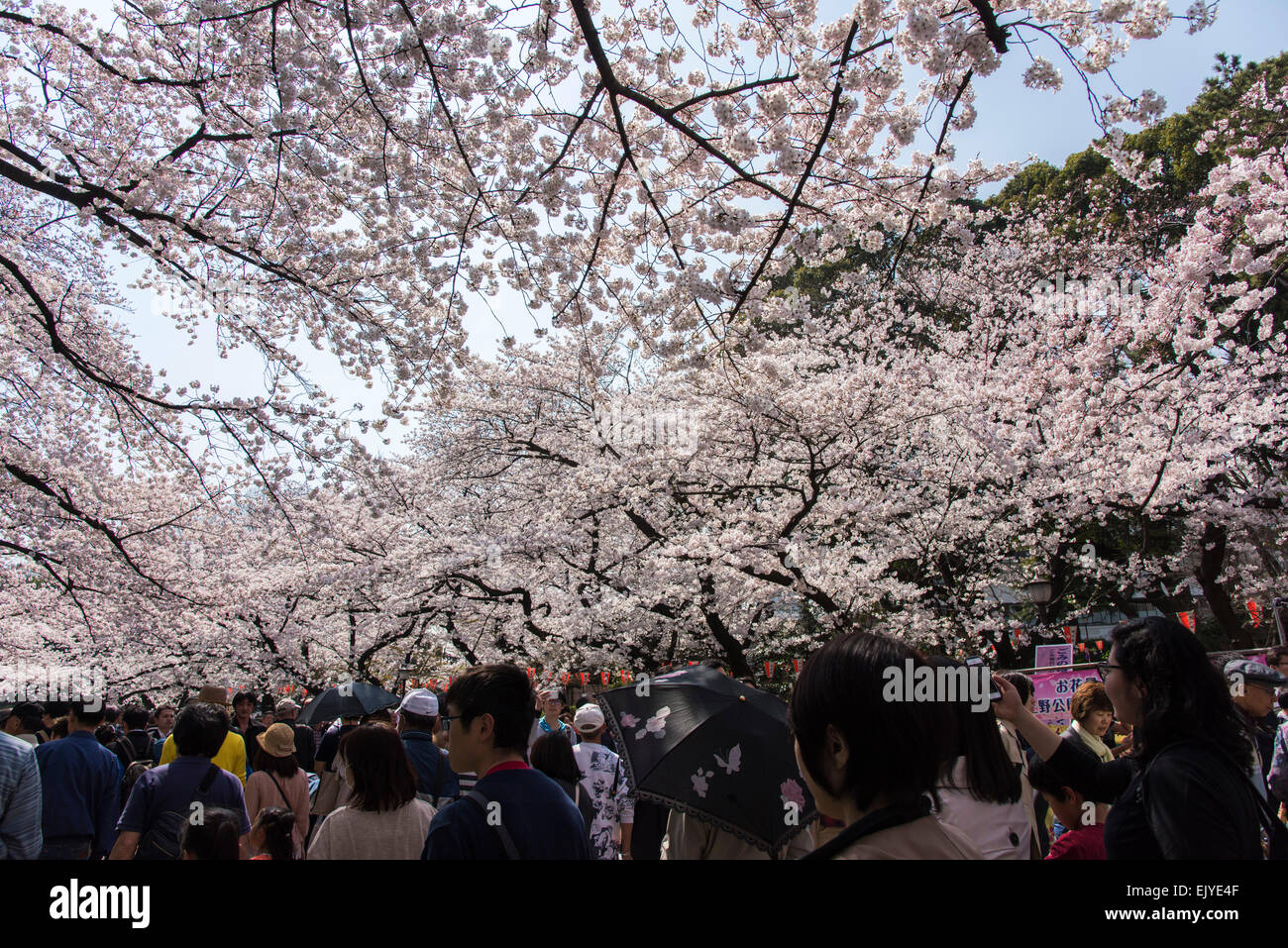 Hanami (Cherry blossom viewing),Ueno Park,Taito-Ku,Tokyo,Japan Stock ...