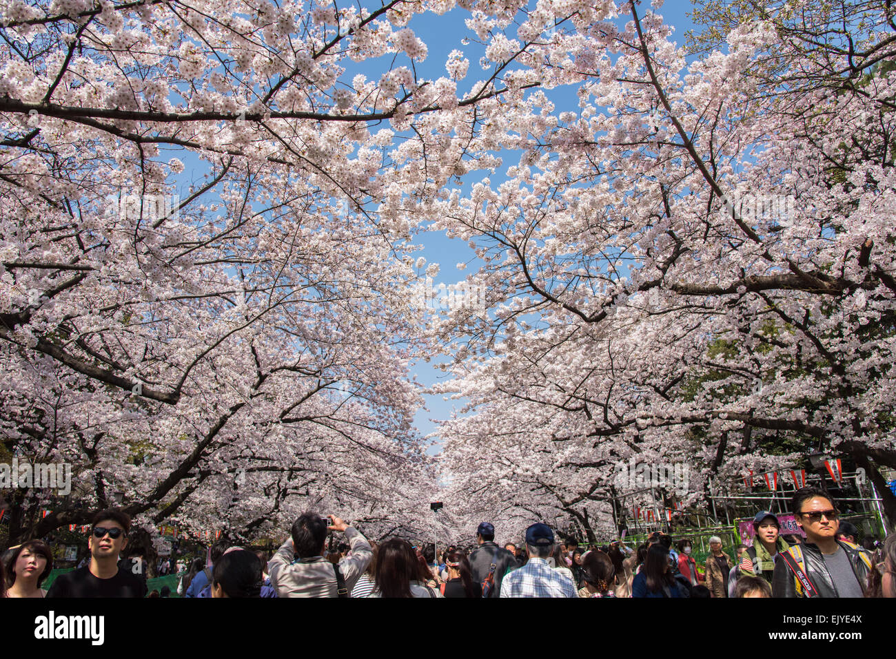 Hanami (Cherry blossom viewing),Ueno Park,Taito-Ku,Tokyo,Japan Stock ...