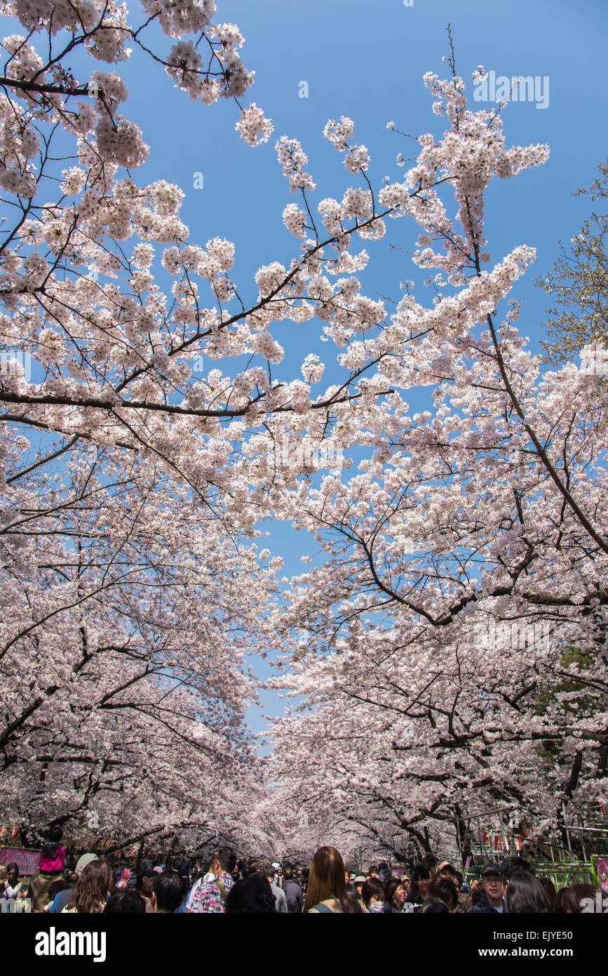 Hanami (Cherry blossom viewing),Ueno Park,Taito-Ku,Tokyo,Japan Stock ...