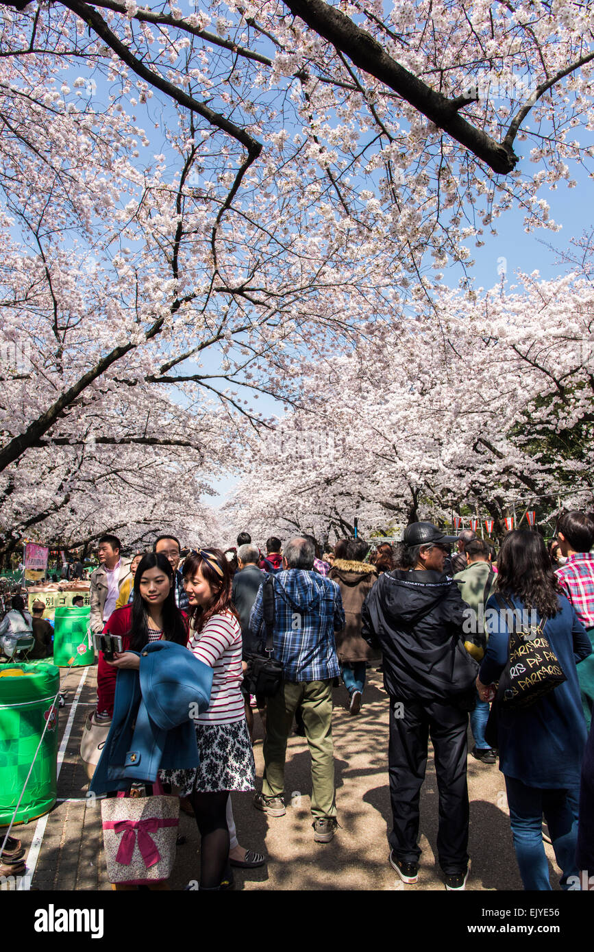 Hanami (Cherry blossom viewing),Ueno Park,Taito-Ku,Tokyo,Japan Stock ...
