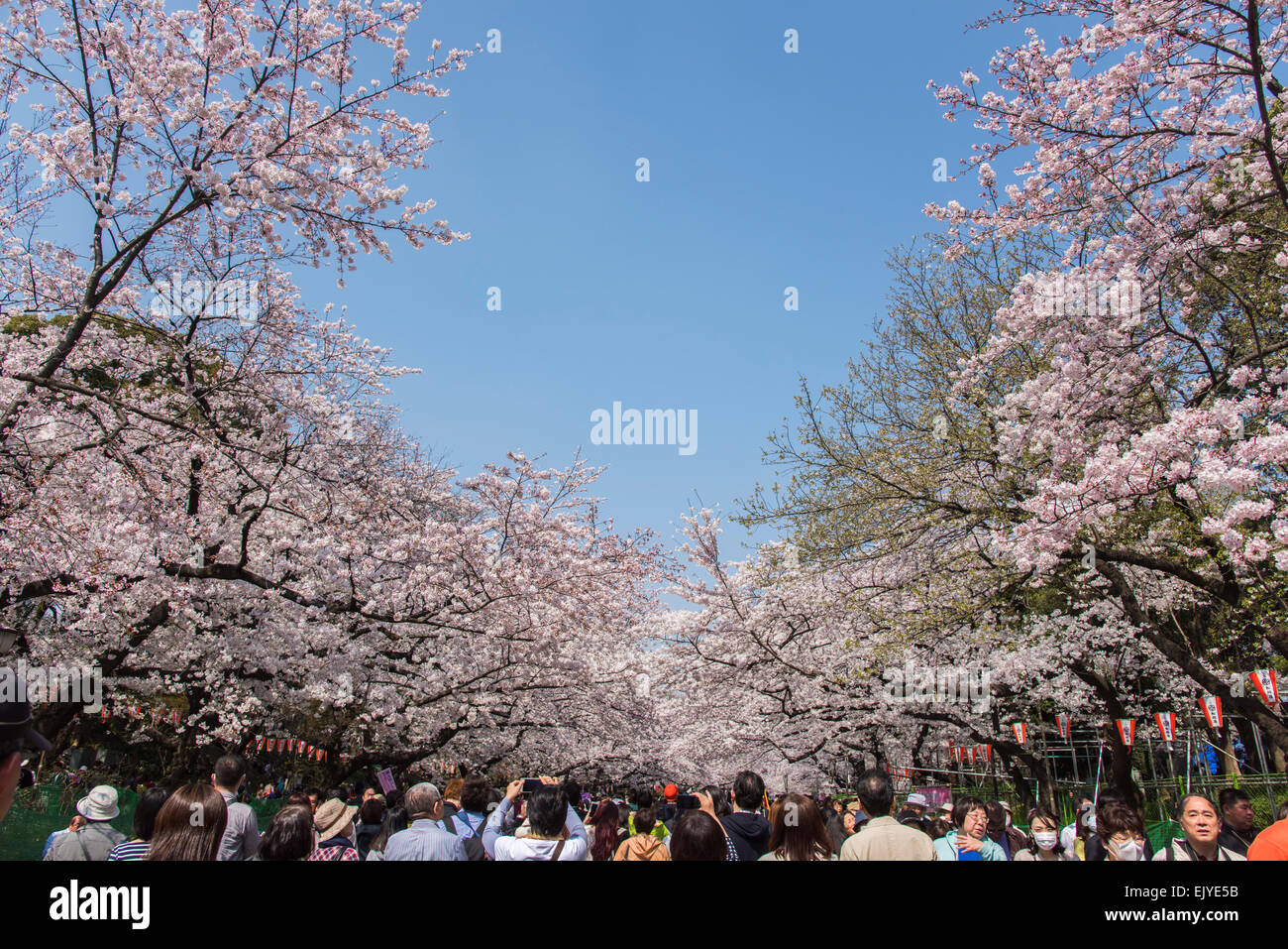 Hanami (Cherry blossom viewing),Ueno Park,Taito-Ku,Tokyo,Japan Stock ...