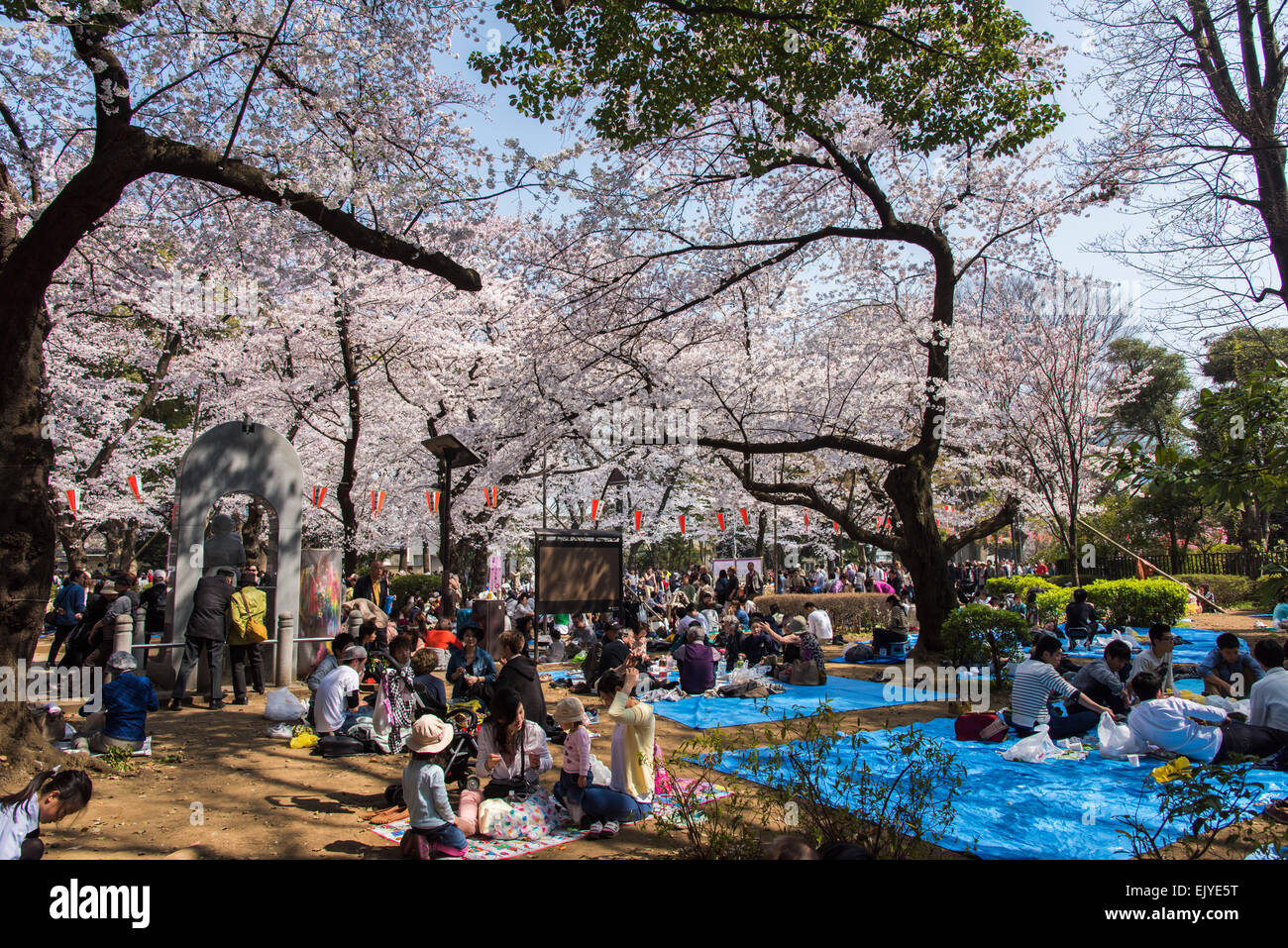 Hanami (Cherry blossom viewing),Ueno Park,Taito-Ku,Tokyo,Japan Stock ...