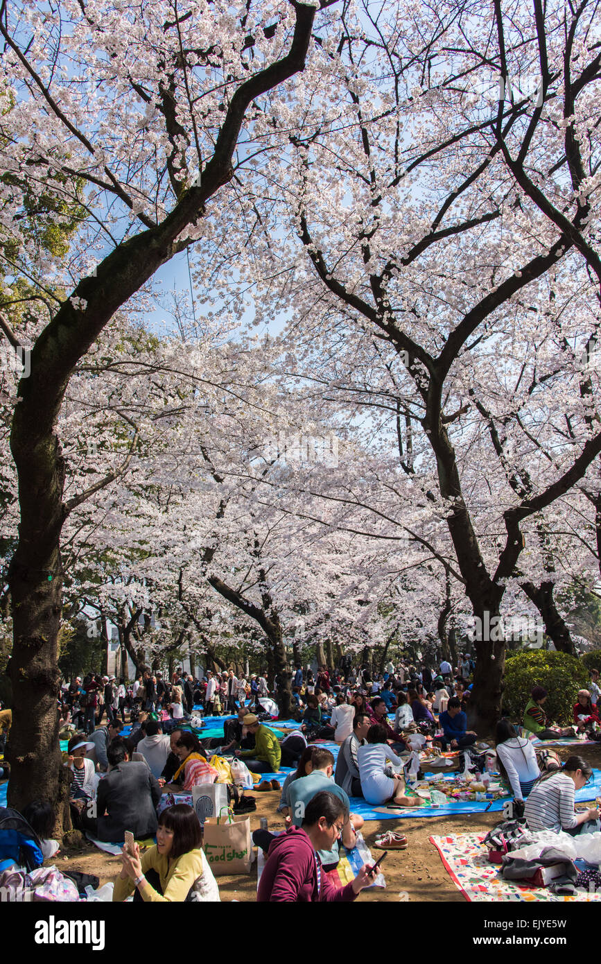 Hanami (Cherry blossom viewing),Ueno Park,Taito-Ku,Tokyo,Japan Stock ...