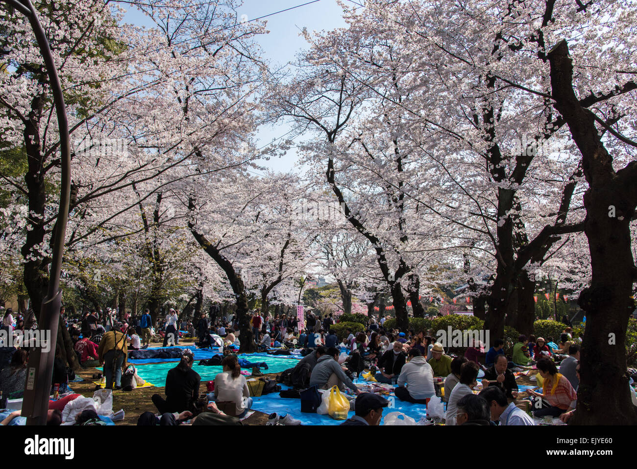 Hanami (Cherry blossom viewing),Ueno Park,Taito-Ku,Tokyo,Japan Stock ...