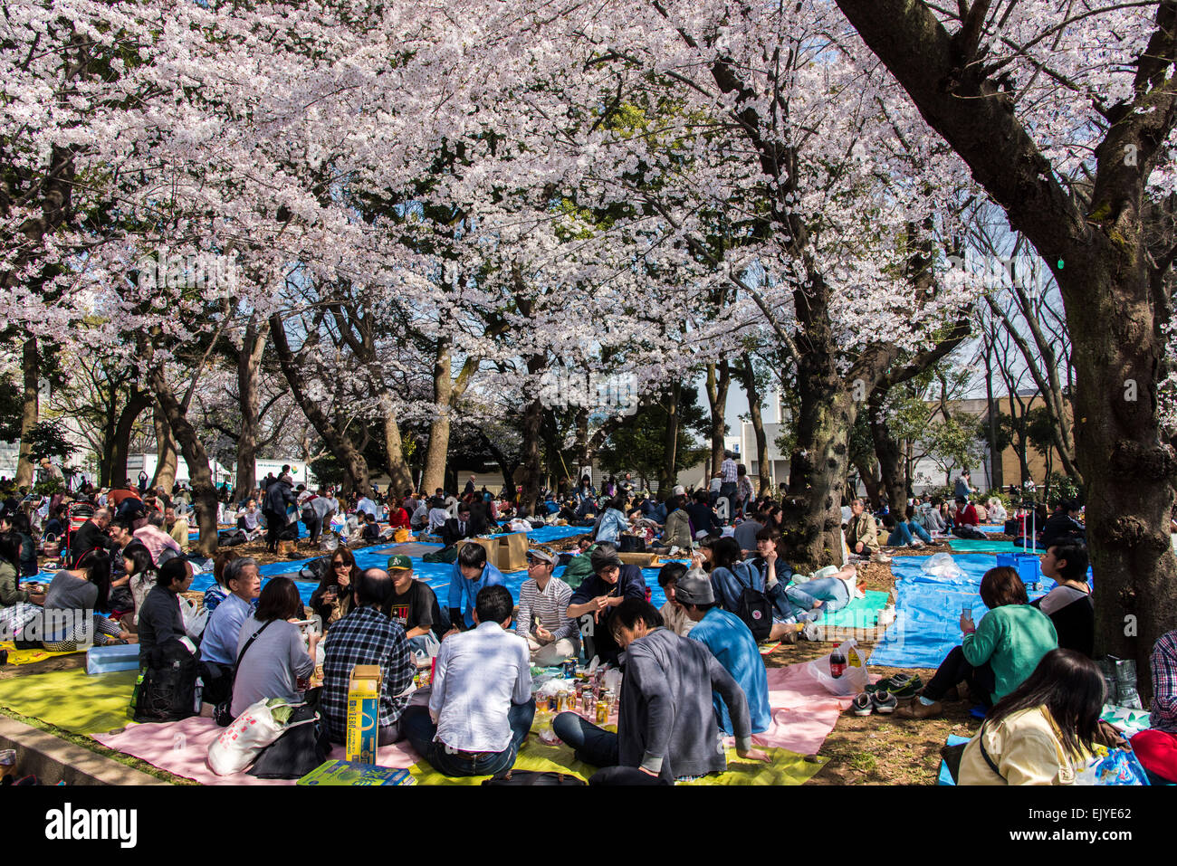 Hanami (Cherry blossom viewing),Ueno Park,Taito-Ku,Tokyo,Japan Stock ...