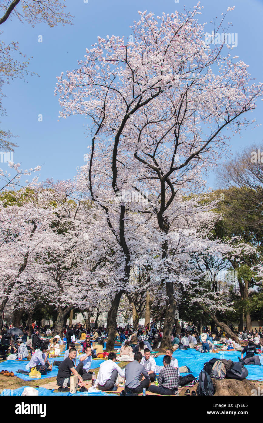 Hanami (Cherry blossom viewing),Ueno Park,Taito-Ku,Tokyo,Japan Stock ...