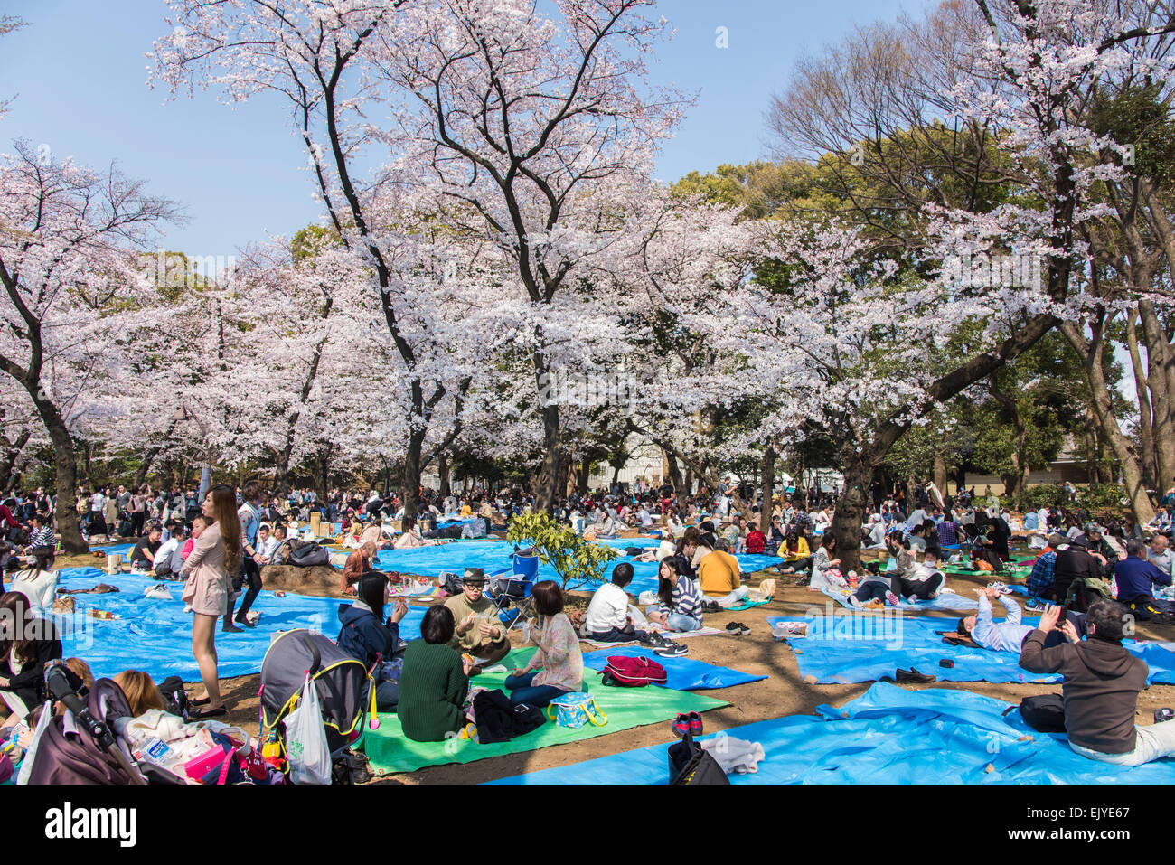Hanami (Cherry blossom viewing),Ueno Park,Taito-Ku,Tokyo,Japan Stock ...