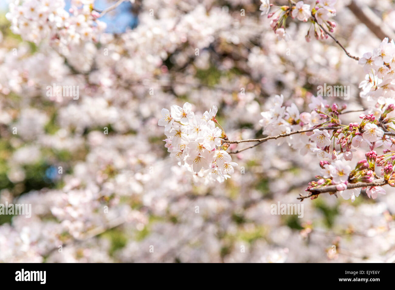 Hanami (Cherry blossom viewing),Ueno Park,Taito-Ku,Tokyo,Japan Stock ...