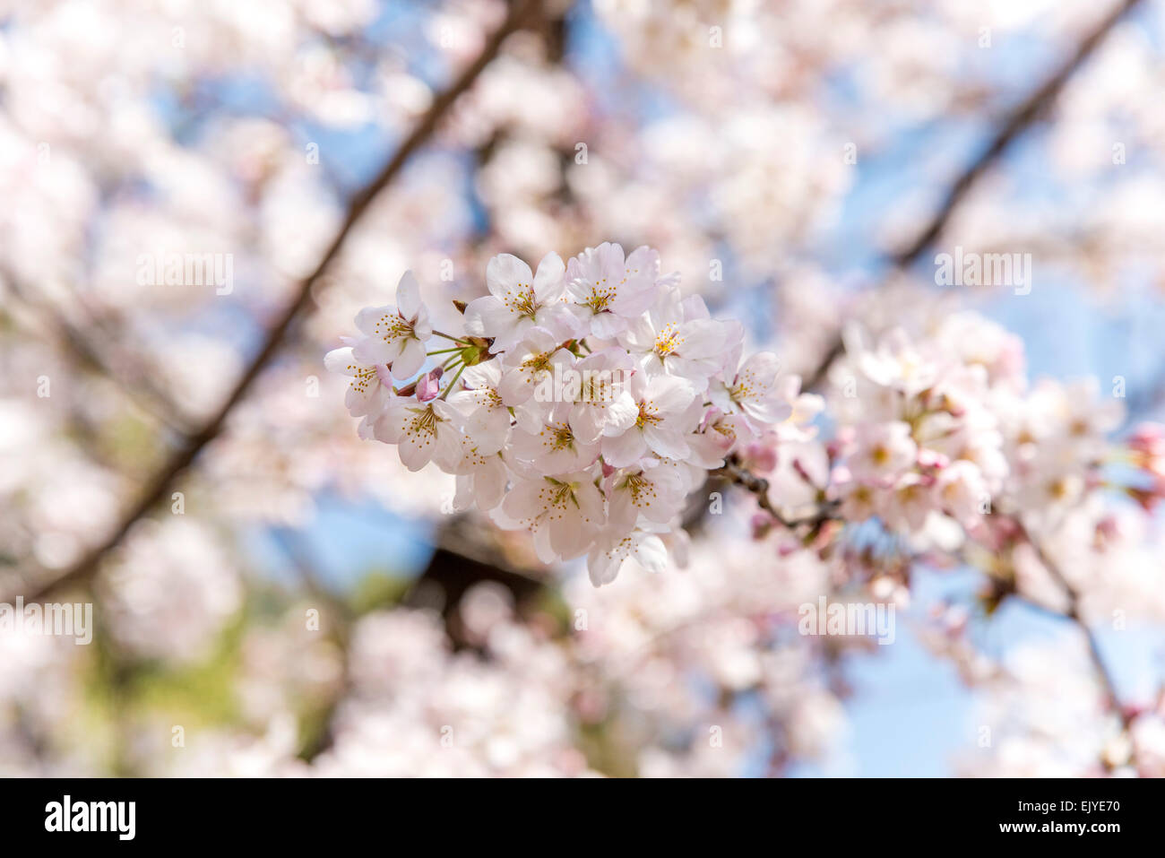 Hanami (Cherry blossom viewing),Ueno Park,Taito-Ku,Tokyo,Japan Stock ...