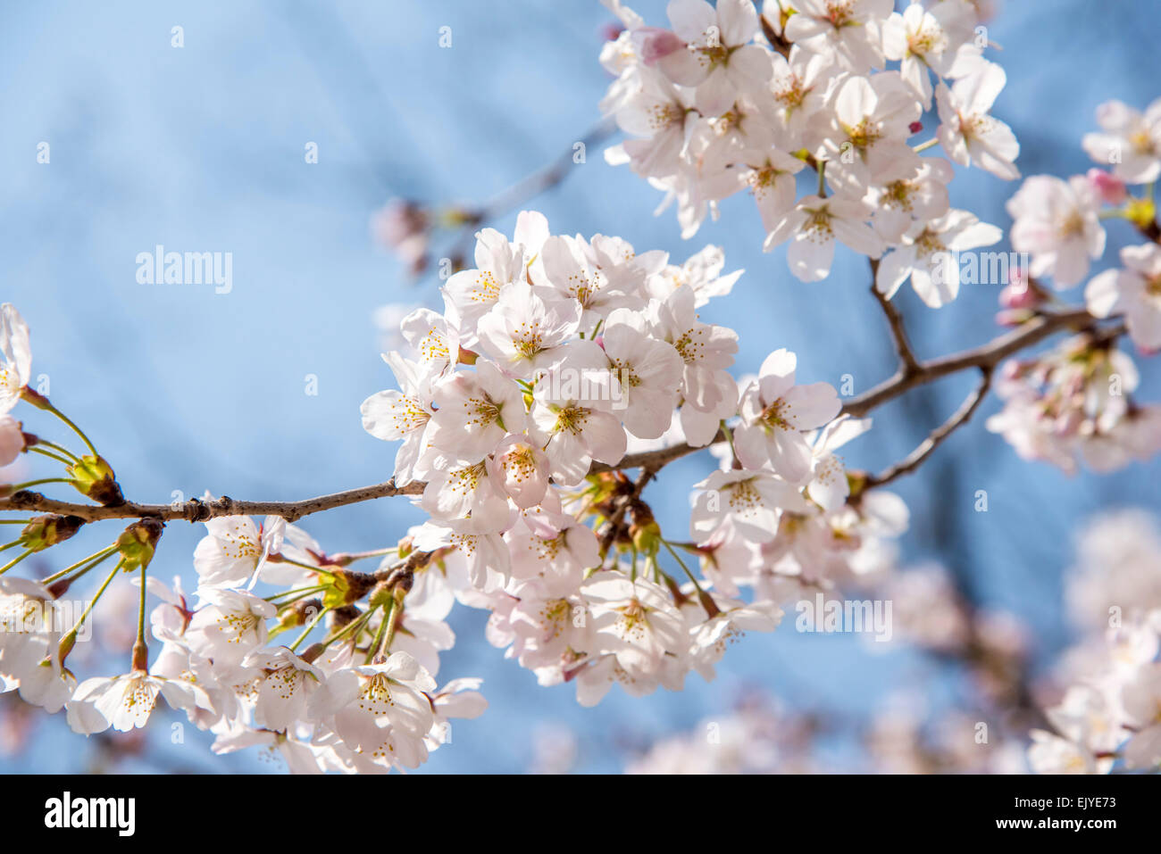 Hanami (Cherry blossom viewing),Ueno Park,Taito-Ku,Tokyo,Japan Stock ...