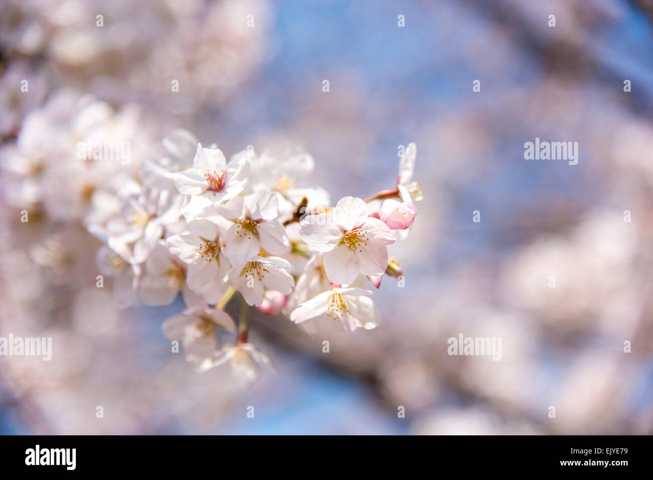 Hanami (Cherry blossom viewing),Ueno Park,Taito-Ku,Tokyo,Japan Stock ...